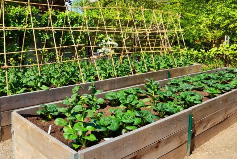 Créez un potager surélevé en 5 étapes pour des récoltes saines et ...