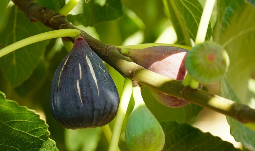 Comment greffer un figuier pour avoir des figues comestibles : guide ...